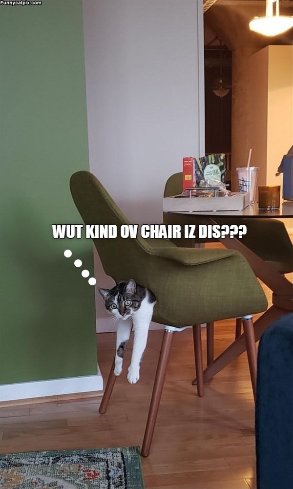 Wut kind ov chair iz dis? - Lolcats - lol | cat memes | funny cats | funny cat pictures with ...