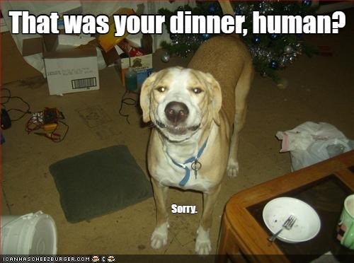 So sorry. - I Has A Hotdog - Dog Pictures - Funny pictures of dogs ...