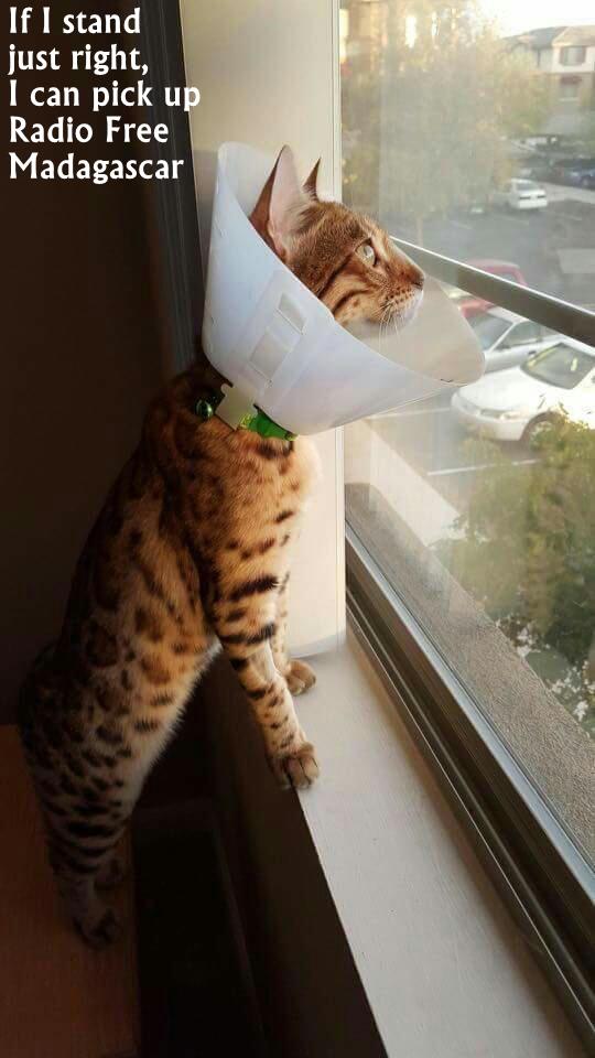 Radio Free Madagascar - Lolcats - lol | cat memes | funny cats | funny ...