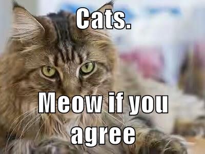 Meow - Lolcats - lol | cat memes | funny cats | funny cat pictures with ...