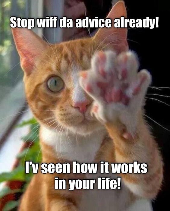 YOU don't even follow your advice! - Lolcats - lol | cat memes | funny ...