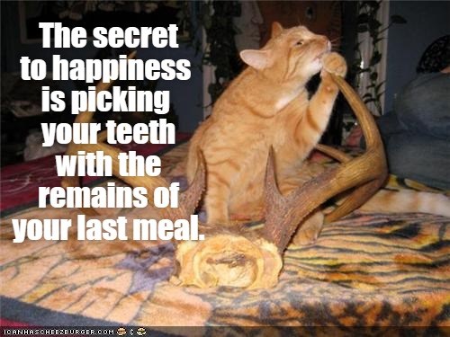 Prey, Predator, Prey - Lolcats - lol | cat memes | funny cats | funny ...
