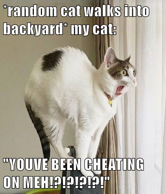 "YOUVE BEEN CHEATING ON MEH!?!?!?!?!" - Lolcats - lol | cat memes ...