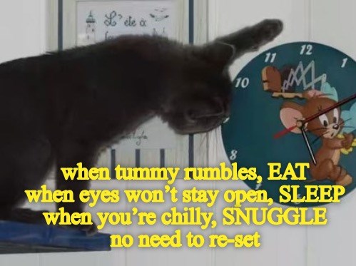 Clocks: Useless To Cats - Lolcats - lol | cat memes | funny cats ...