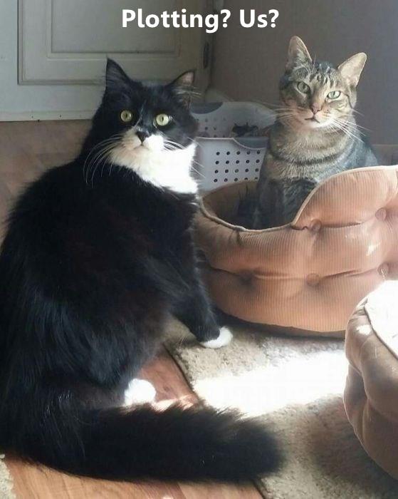 Plotting? Us? - Lolcats - lol | cat memes | funny cats | funny cat ...