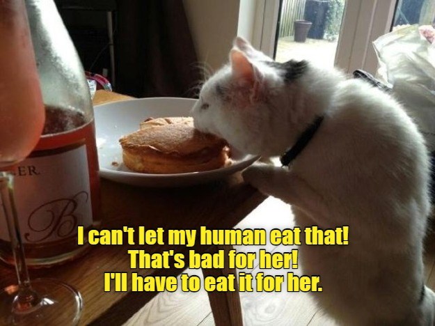 I can't let my human eat that! That's bad for her! I'll have to eat it ...