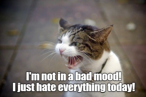 I'm not in a bad mood! - Lolcats - lol | cat memes | funny cats | funny ...
