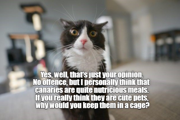 Pets in a cage? - Lolcats - lol | cat memes | funny cats | funny cat ...
