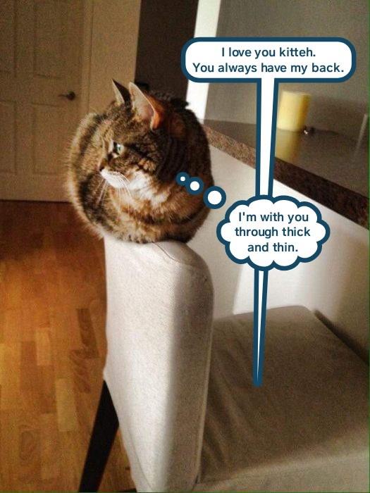 Mewtual support - Lolcats - lol | cat memes | funny cats | funny cat ...