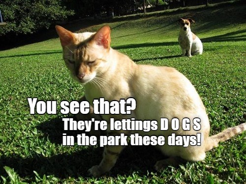 It's an outrage! - Lolcats - lol | cat memes | funny cats | funny cat ...