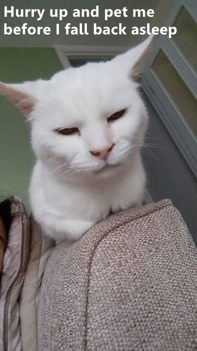 Hurry up - Lolcats - lol | cat memes | funny cats | funny cat pictures ...