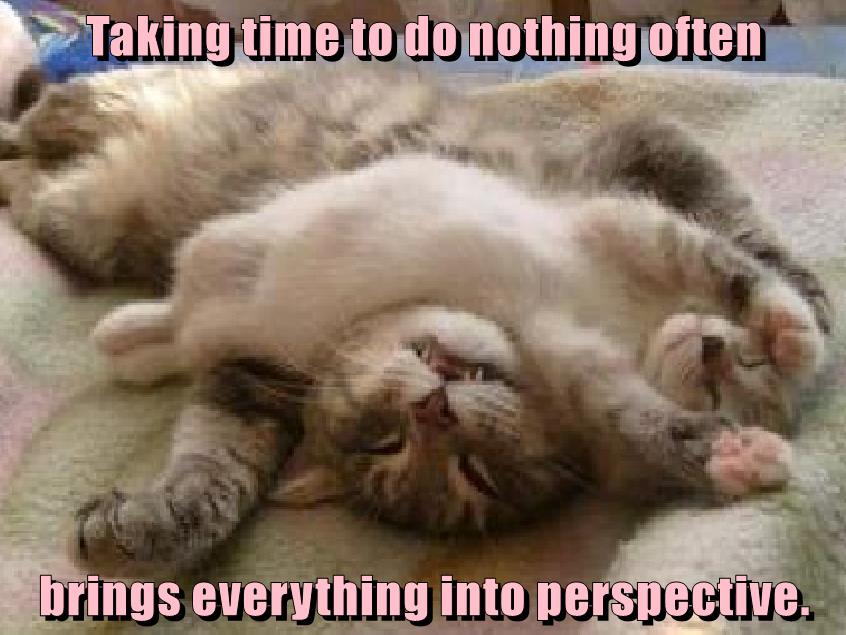 The show about nothing - Lolcats - lol | cat memes | funny cats | funny ...