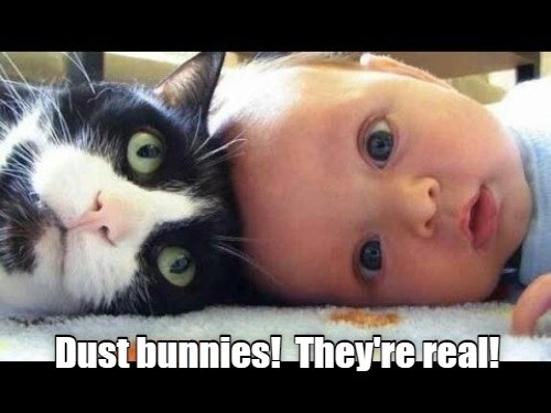 They're real! - Lolcats - lol | cat memes | funny cats | funny cat ...