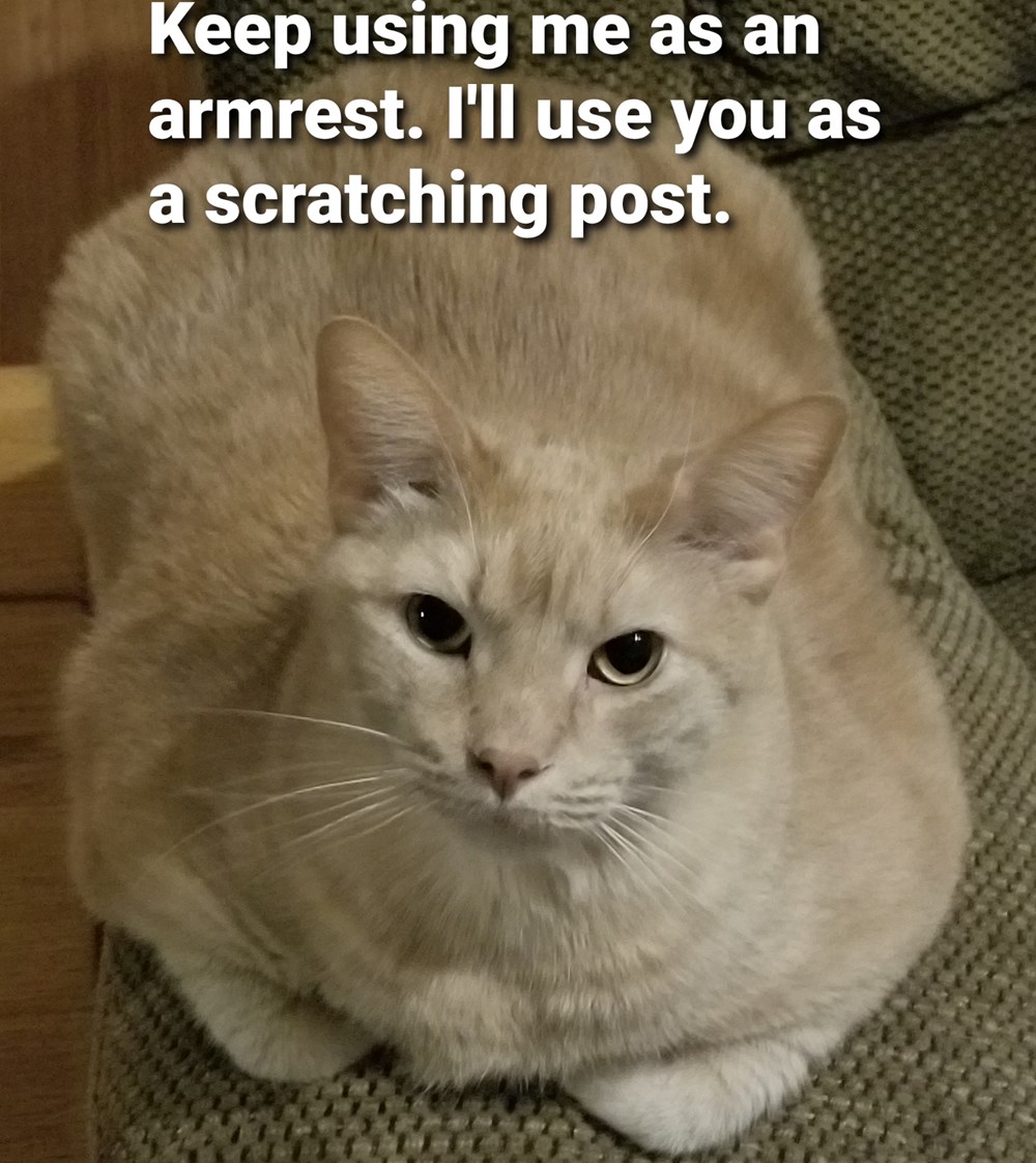 Brothers in arms - Lolcats - lol | cat memes | funny cats | funny cat ...