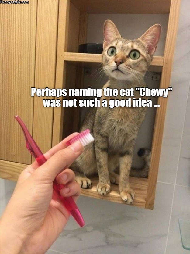 Name dropping - Lolcats - lol | cat memes | funny cats | funny cat ...