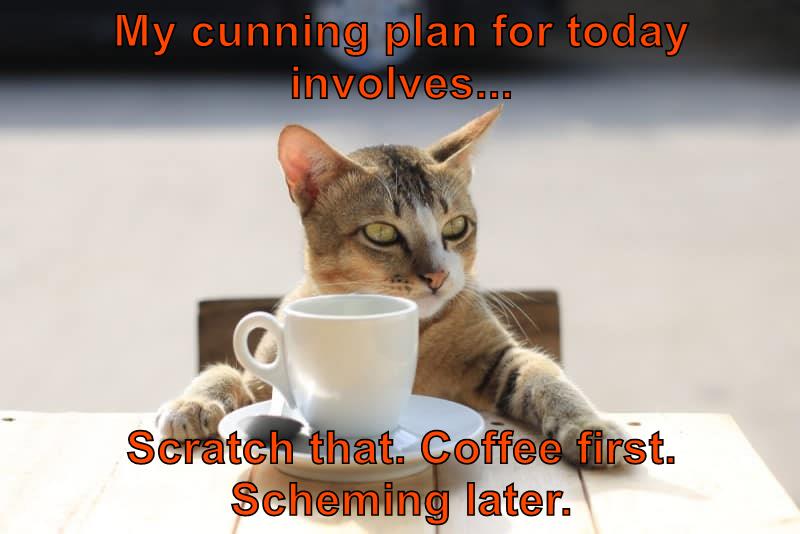 My cunning plan for today - Lolcats - lol | cat memes | funny cats ...