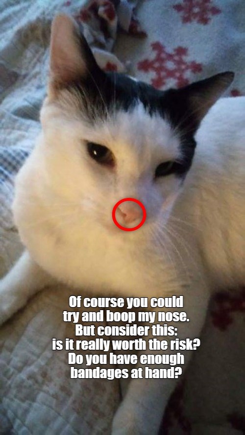 Target sighted - Lolcats - lol | cat memes | funny cats | funny cat ...