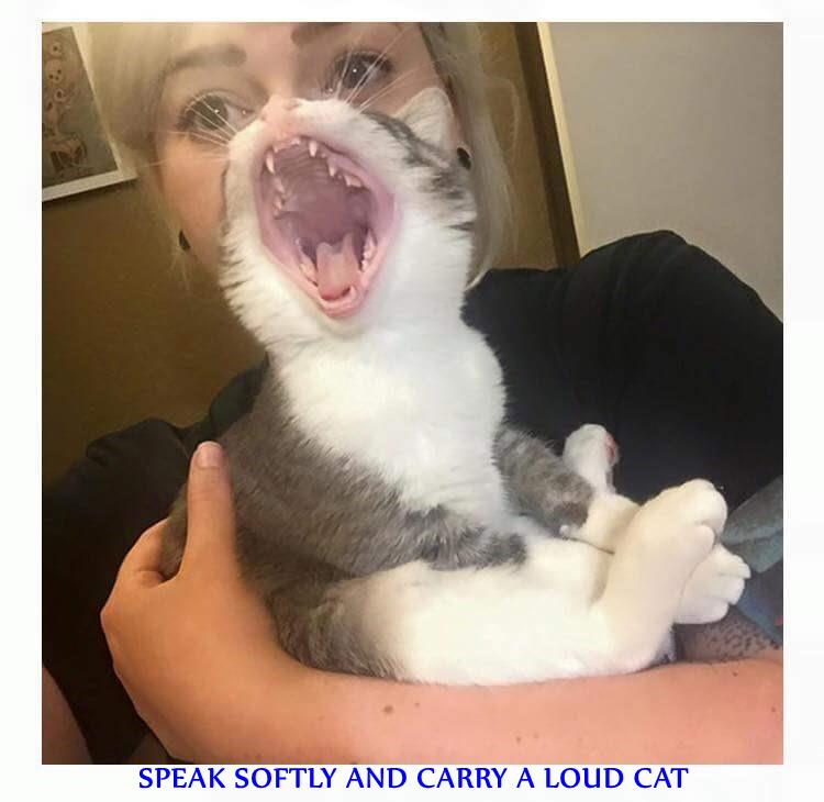 SPEAK SOFTLY AND CARRY A LOUD CAT - Lolcats - lol | cat memes | funny ...