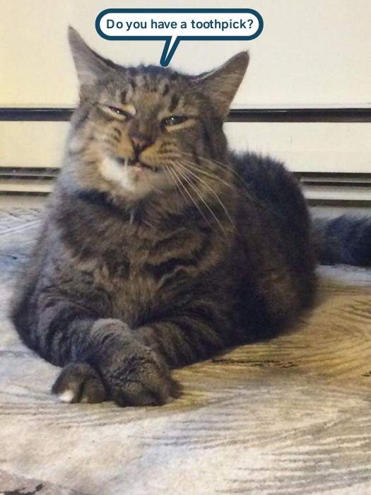 I need one - Lolcats - lol | cat memes | funny cats | funny cat ...