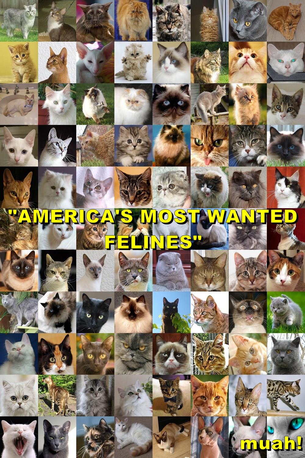 "AMERICA'S MOST WANTED FELINES" - Lolcats - lol | cat memes | funny ...