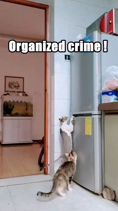 Organized crime - Lolcats - lol | cat memes | funny cats | funny cat ...