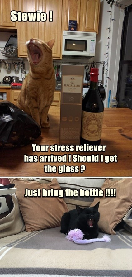 Shout out - Lolcats - lol | cat memes | funny cats | funny cat pictures ...