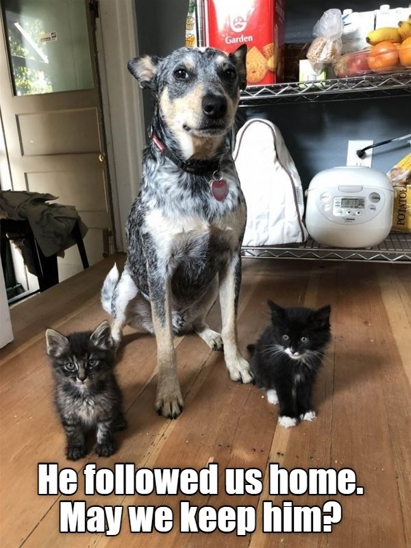 He's a very good boy - Lolcats - lol | cat memes | funny cats | funny ...