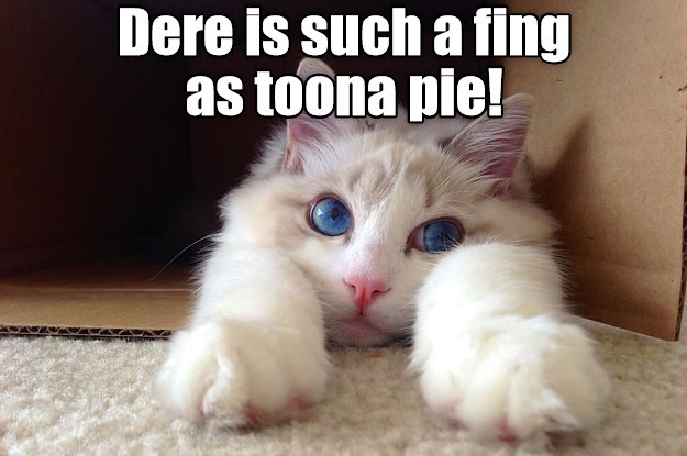 January 23 is Pie dDay - Lolcats - lol | cat memes | funny cats | funny ...