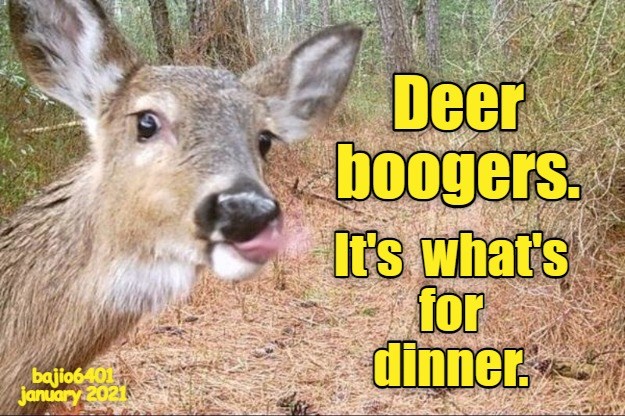 YUMMY - Animal Comedy - Animal Comedy, funny animals, animal gifs