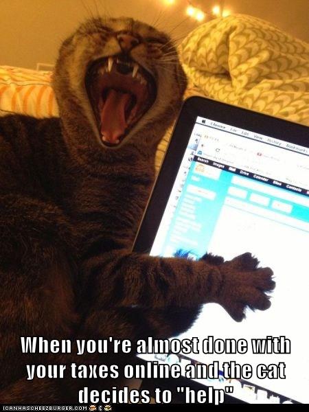 "Help" - Lolcats - lol | cat memes | funny cats | funny cat pictures ...