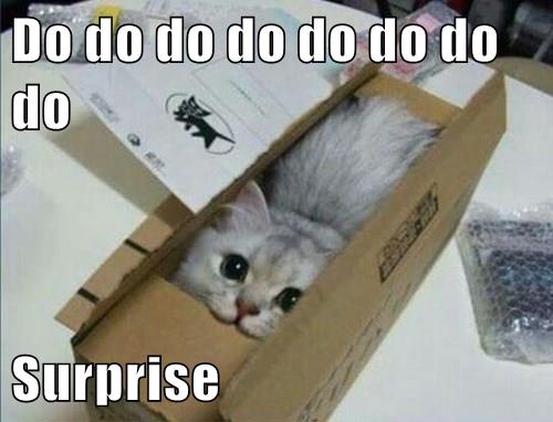 Surprise - Lolcats - lol | cat memes | funny cats | funny cat pictures ...