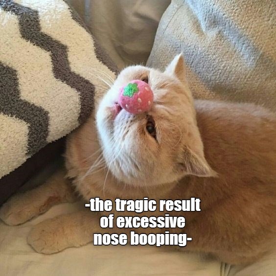 The tragic result of excessive nose booping- - Lolcats - lol | cat ...