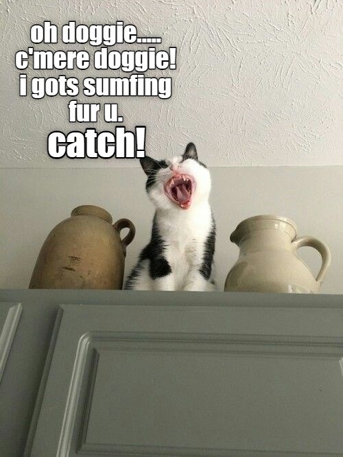 catch! - Lolcats - lol | cat memes | funny cats | funny cat pictures ...