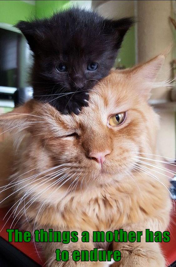 The things a mother has to endure - Lolcats - lol | cat memes | funny ...