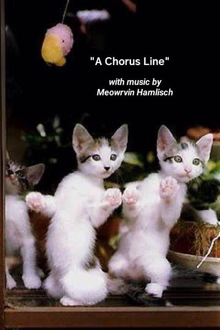 "A Chorus Line" - Lolcats - lol | cat memes | funny cats | funny cat ...