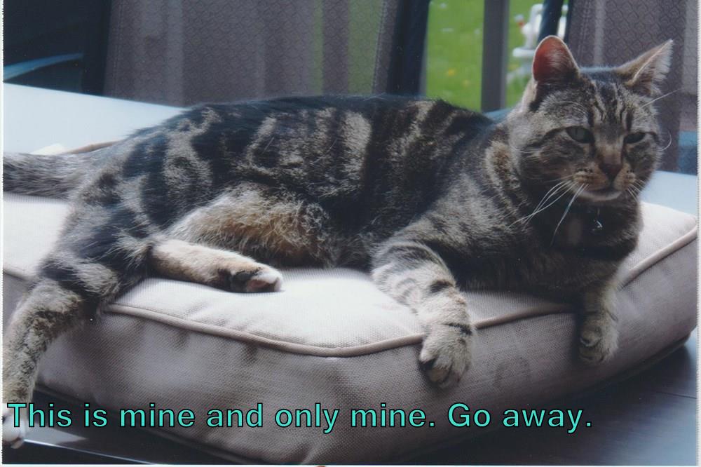 Go away. - Lolcats - lol | cat memes | funny cats | funny cat pictures ...