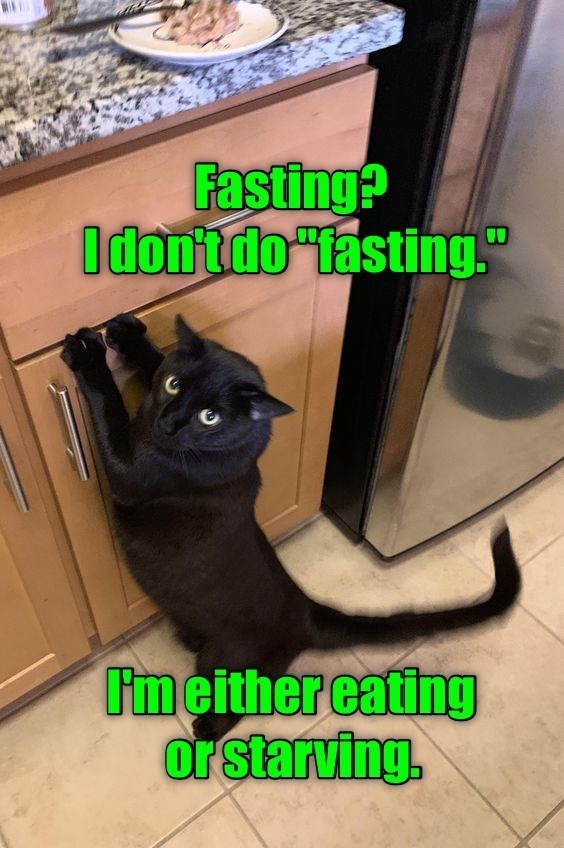fasting? pshh - I Can Has Cheezburger?