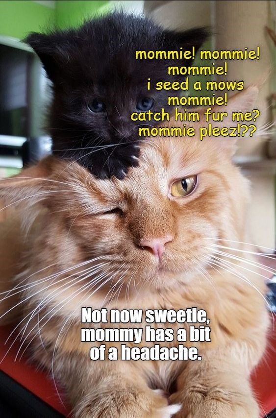Not now sweetie, mommy has a bit of a headache - Lolcats - lol | cat ...