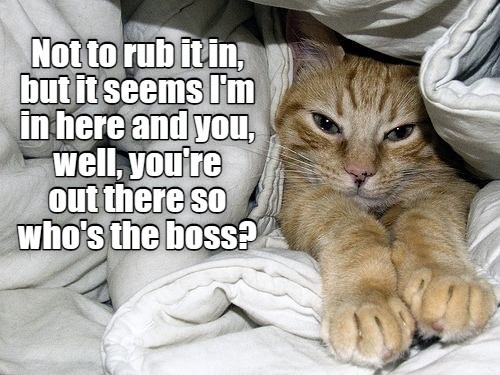 Who's the boss? - Lolcats - lol | cat memes | funny cats | funny cat ...