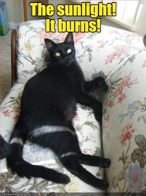 Basement Cat is upstairs for too long. - Lolcats - lol | cat memes ...