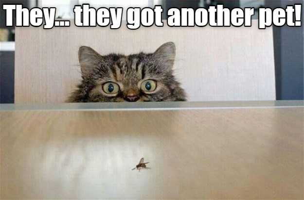 And without a word to me! - Lolcats - lol | cat memes | funny cats ...