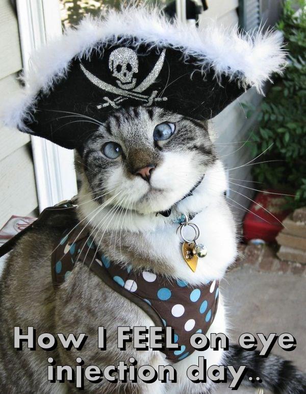 Eye injection day.. - Lolcats - lol | cat memes | funny cats | funny ...