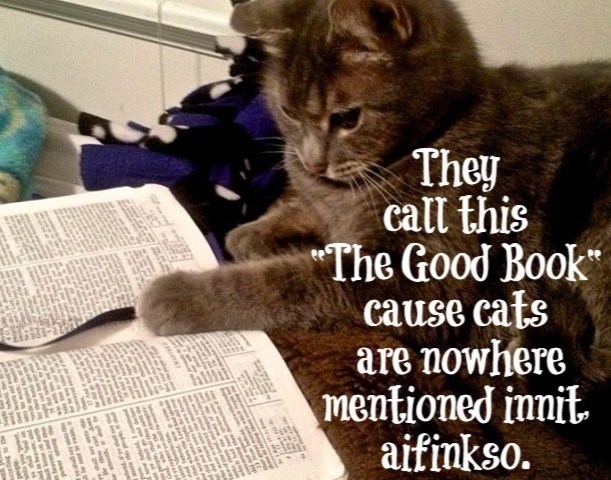 A Sobering Realization - Lolcats - lol | cat memes | funny cats | funny ...