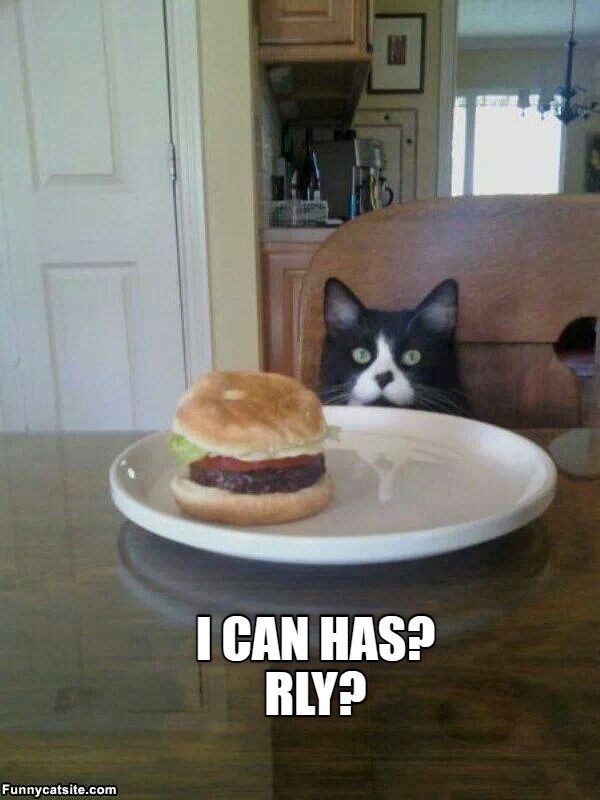 I CAN HAS? RLY? - Lolcats - lol | cat memes | funny cats | funny cat ...
