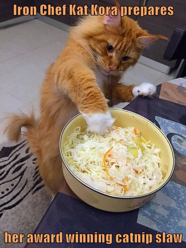 Iron Chef Kat - Lolcats - lol | cat memes | funny cats | funny cat ...