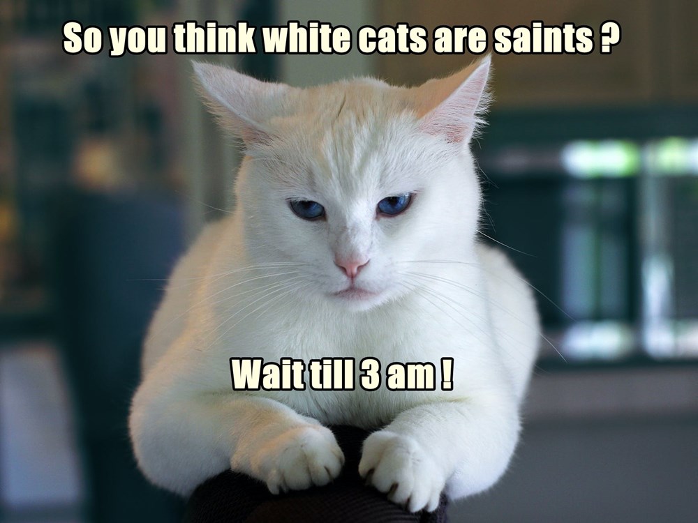 Wait for it - Lolcats - lol | cat memes | funny cats | funny cat ...