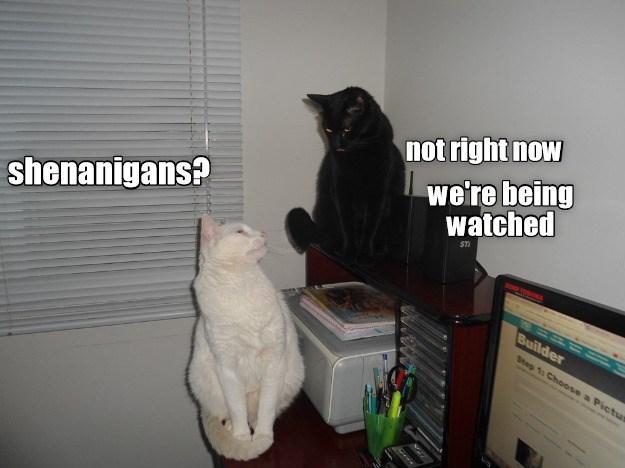 Not right now - Lolcats - lol | cat memes | funny cats | funny cat ...