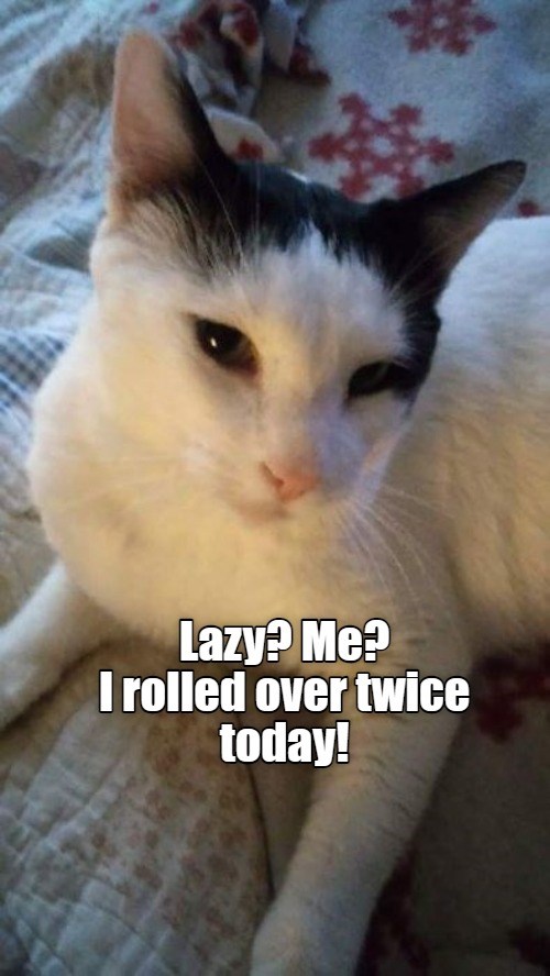 How dare you call me lazy! - Lolcats - lol | cat memes | funny cats ...