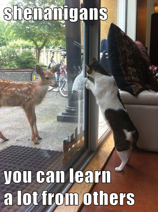 You can learn a lot from others - Lolcats - lol | cat memes | funny ...