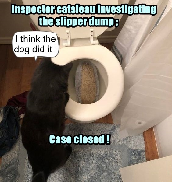 Case closed - Lolcats - lol | cat memes | funny cats | funny cat ...